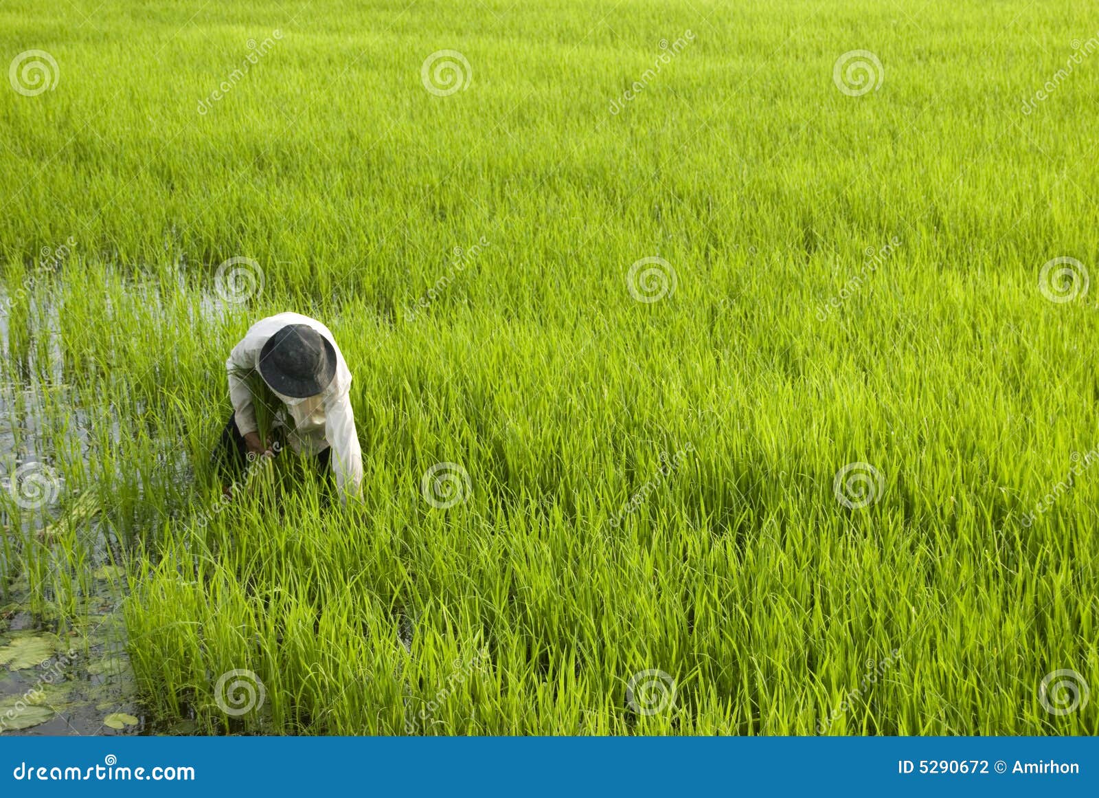 Rice Farmer stock photo. Image of planting, action, land - 5290672