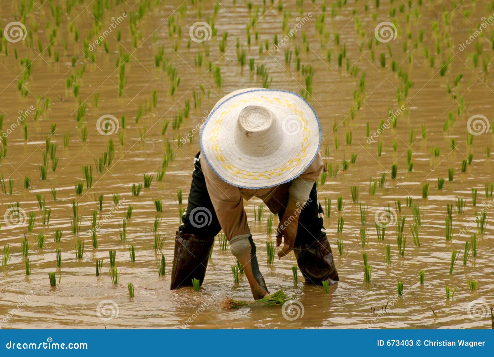 Rice Farmer stock image. Image of rice, farmer, hard, plants - 673403