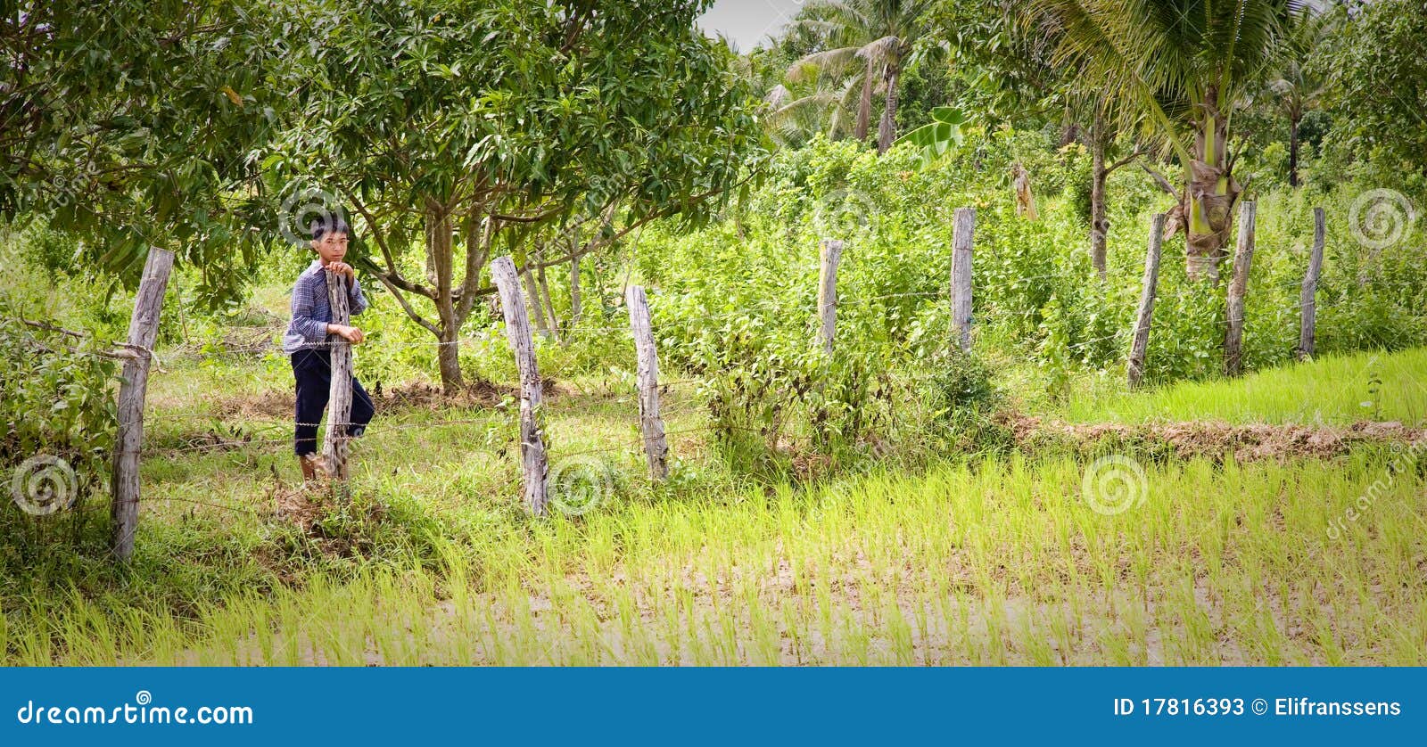 Rice farmer, Cambodia editorial stock photo. Image of agricultural ...