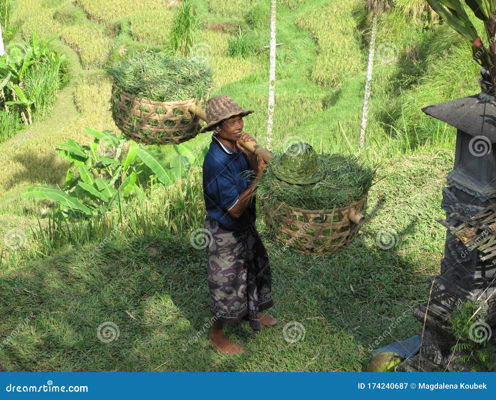 Rice Farmer Carrying Rice in Traditional Baskets Editorial Photography ...