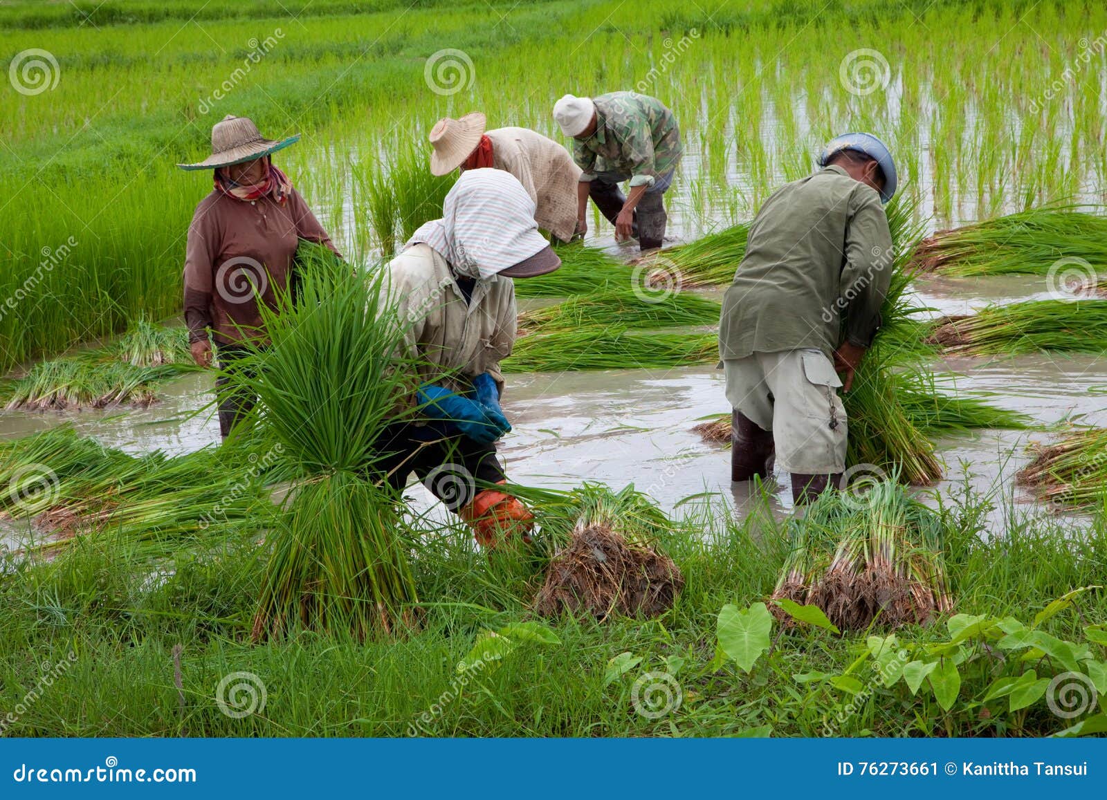 Rice Farmer editorial photo. Image of working, women - 76273661