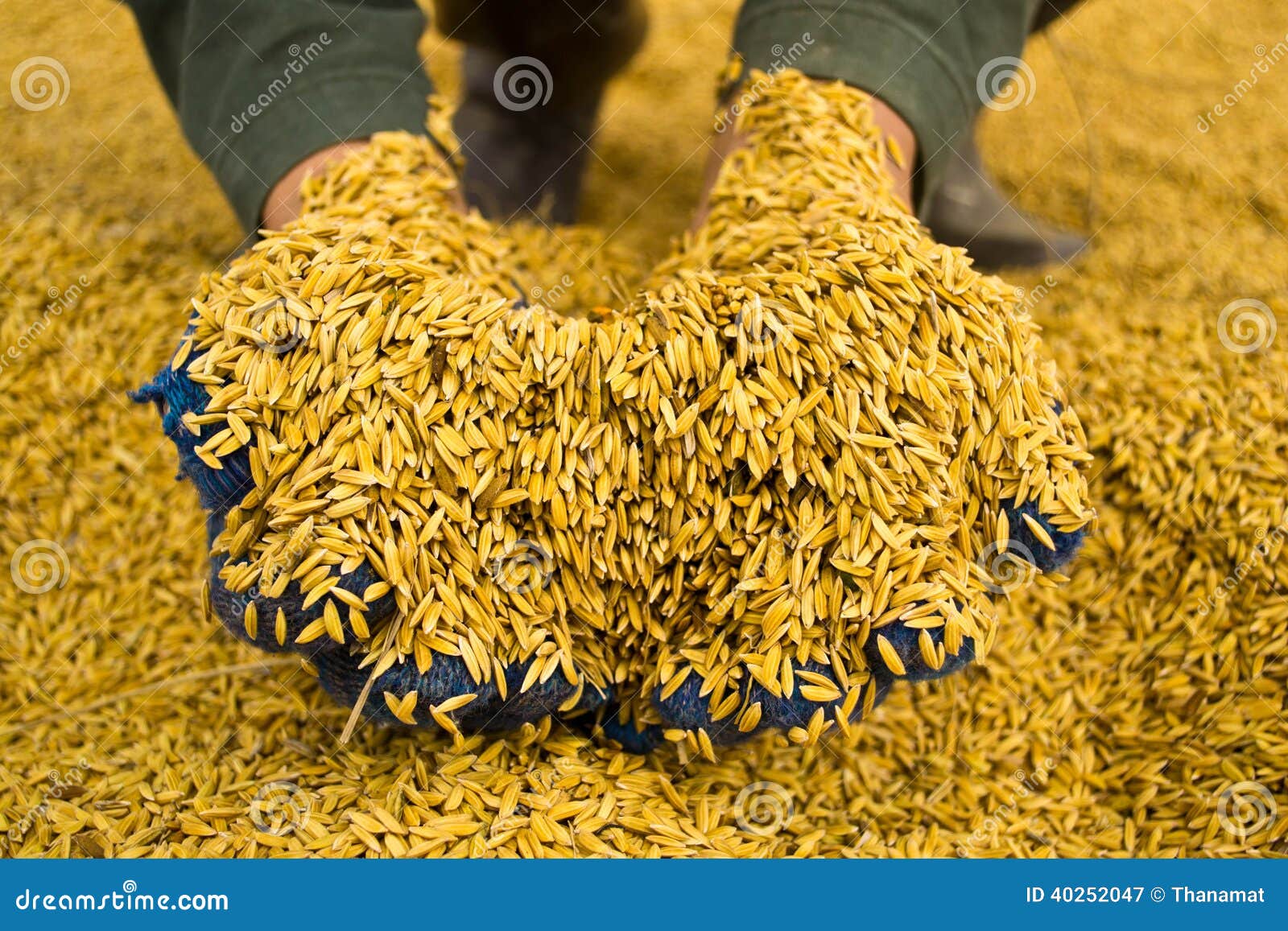 Rice in farmer hands stock image. Image of agriculture - 40252047