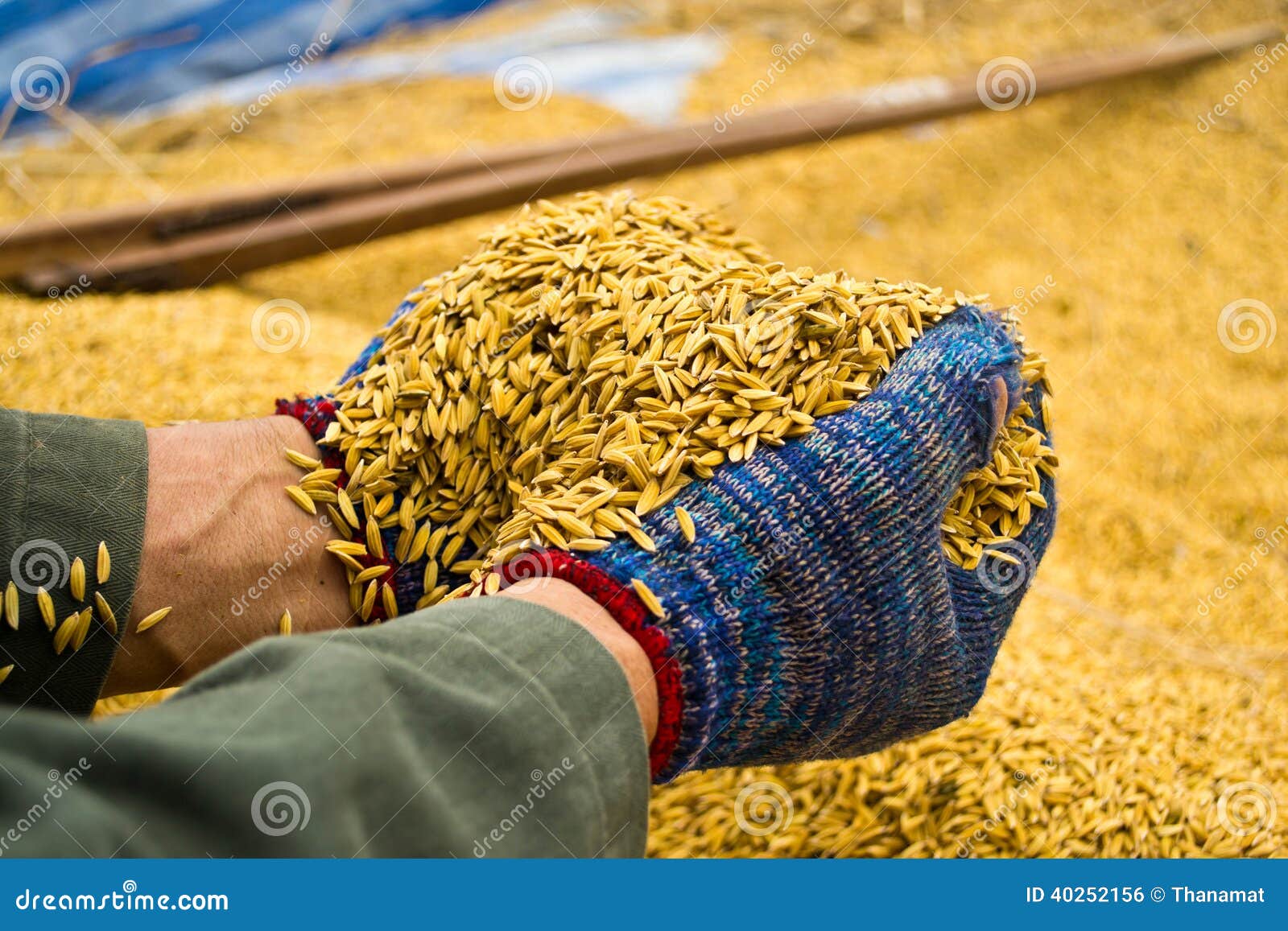 Hands With Seeds. Seeding Green Manure. Planting Season Stock ...