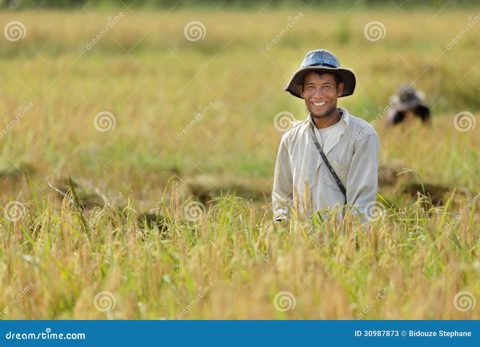 Rice farmer stock image. Image of happy, rural, harvesting - 30987873
