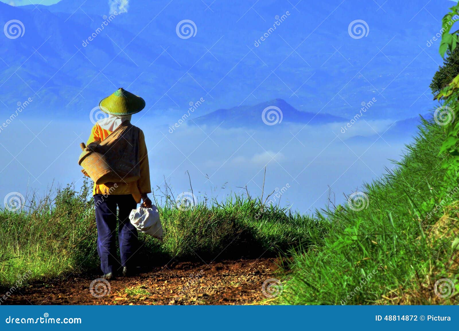 Rice farmer in Indonesia stock photo. Image of farmer - 48814872