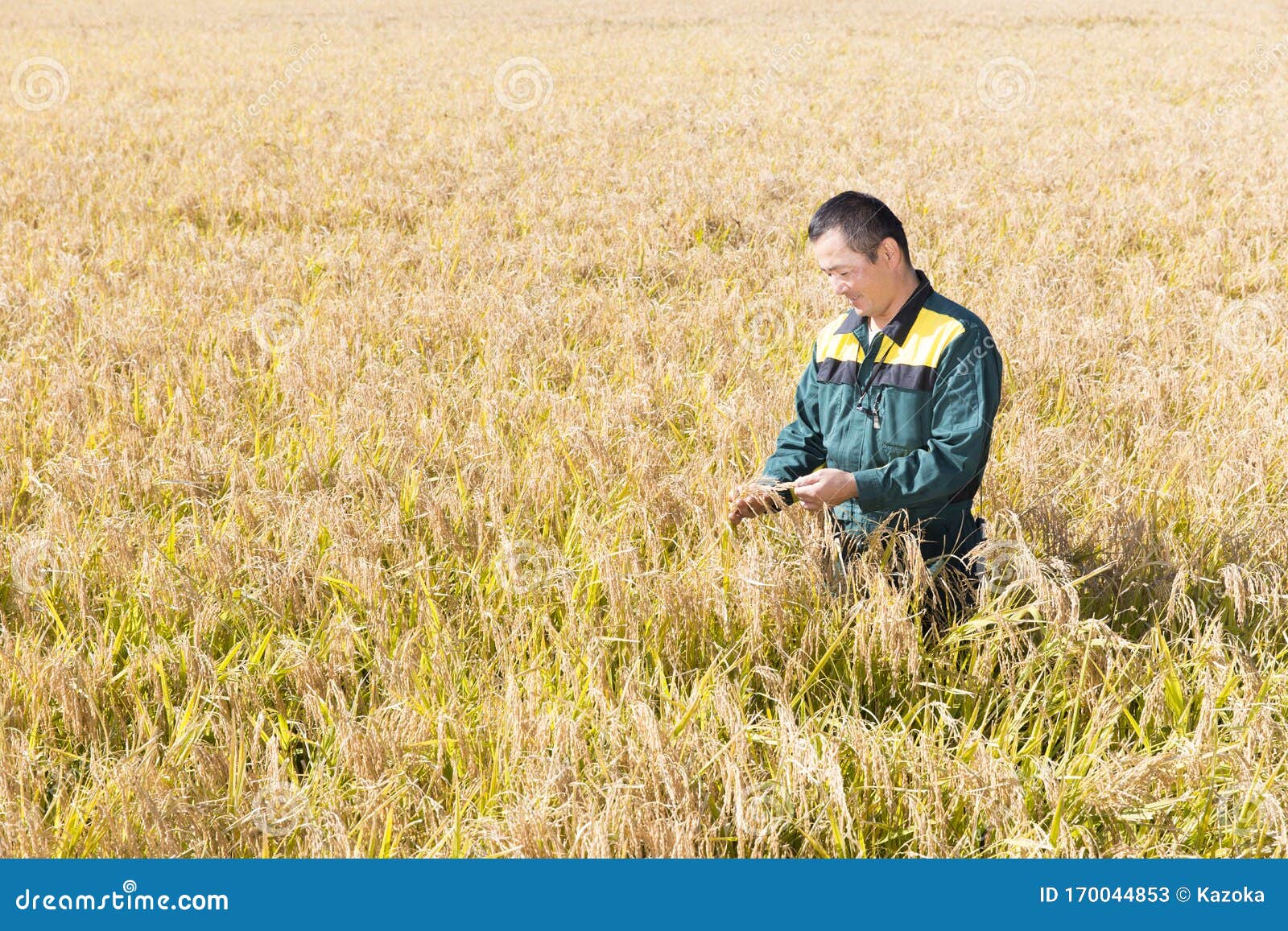 Rice farmer man stock image. Image of rice, full, field - 170044853