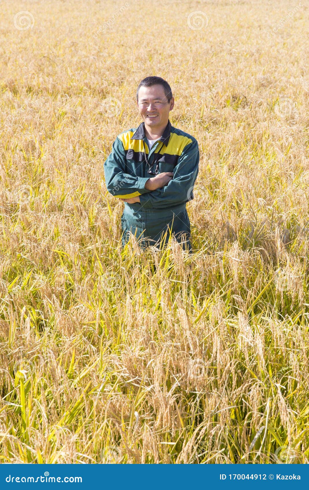 Rice farmer man stock photo. Image of harvest, rice - 170044912