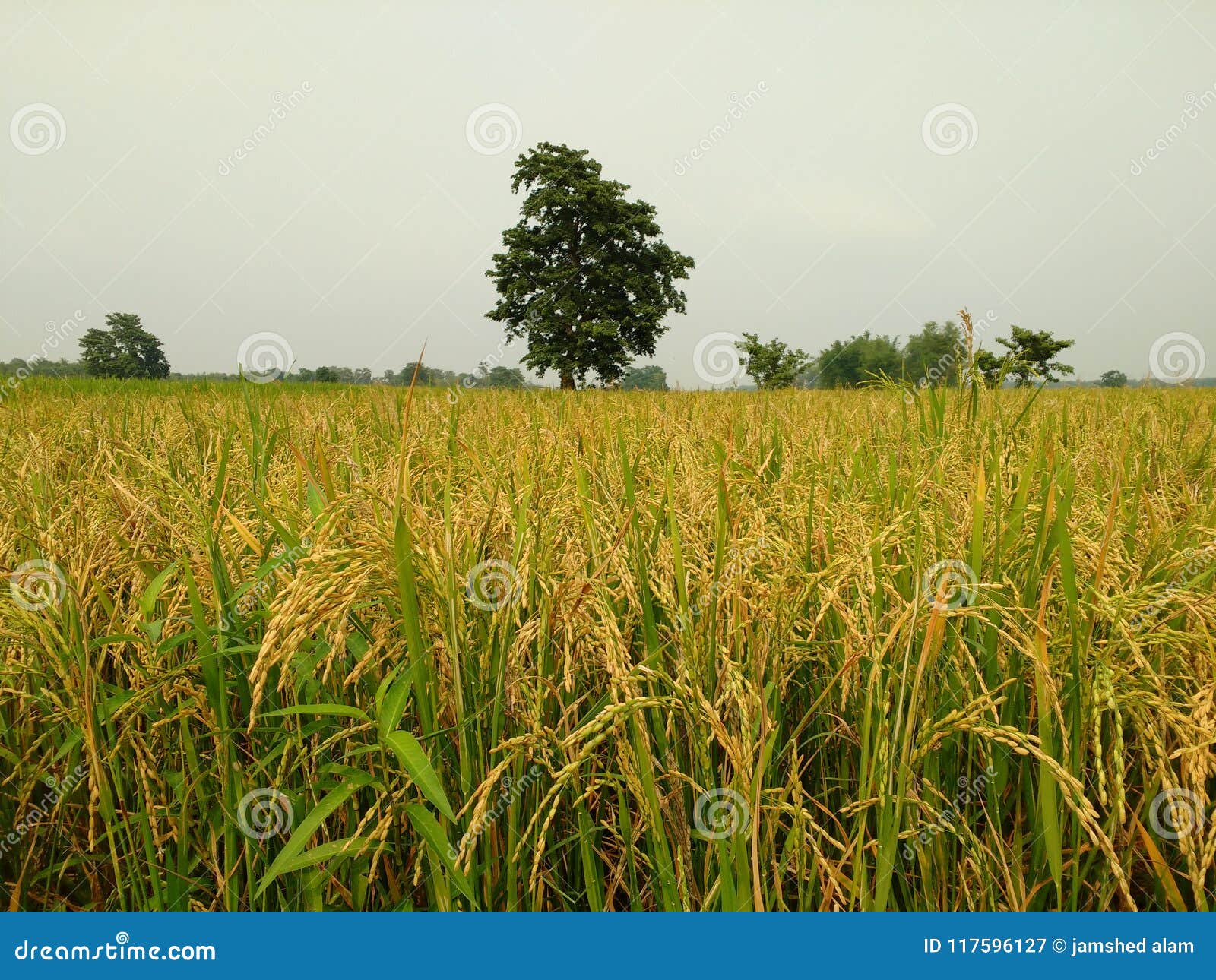 Rice farmer stock image. Image of kissan, farmer, green - 117596127
