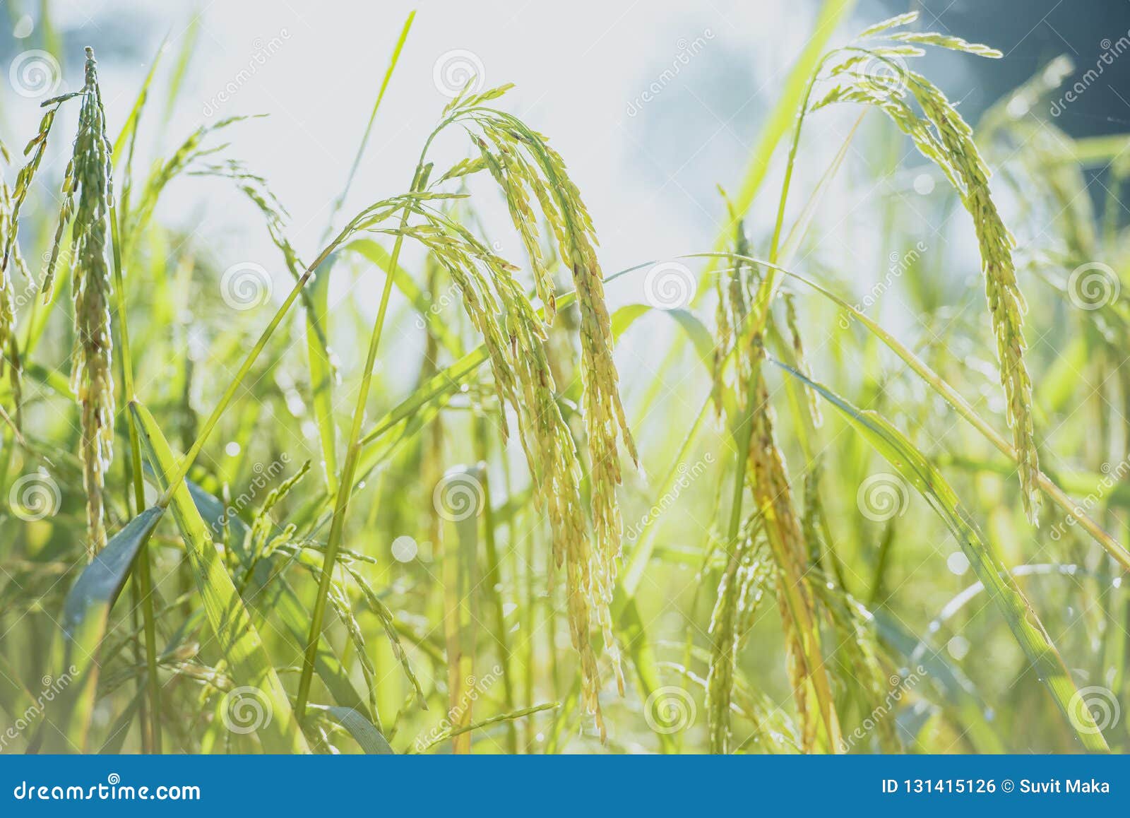 Close Up View of Rice Fields.Rice Field in Sunset or Sunlight Time with ...