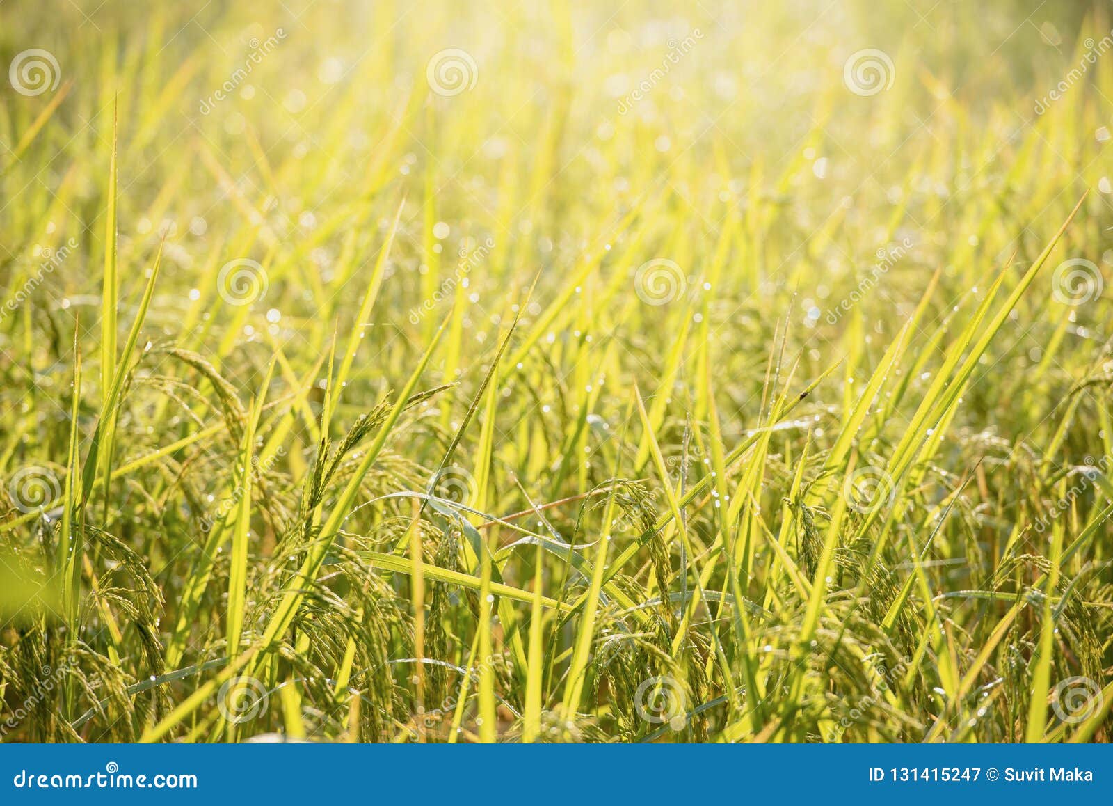Close Up View of Rice Fields.Rice Field in Sunset or Sunlight Time with ...