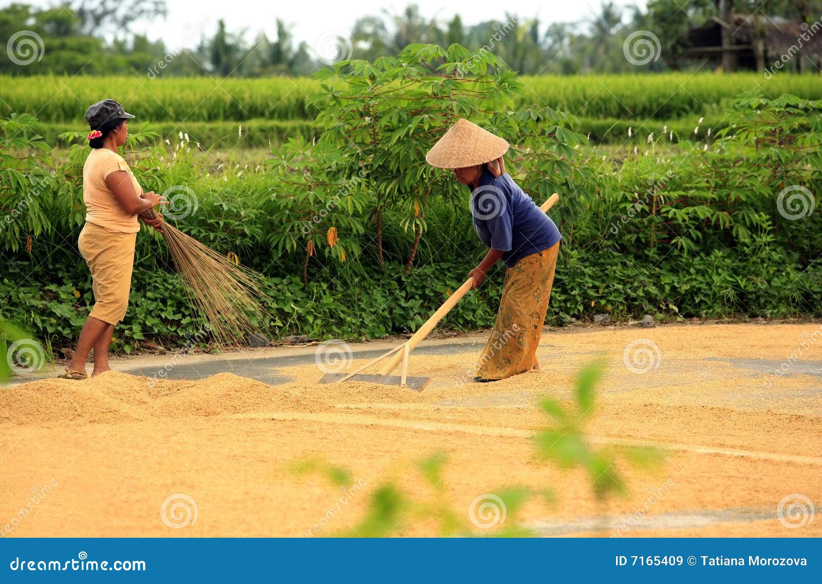 Rice farmers editorial stock image. Image of rice, portrait - 7165409