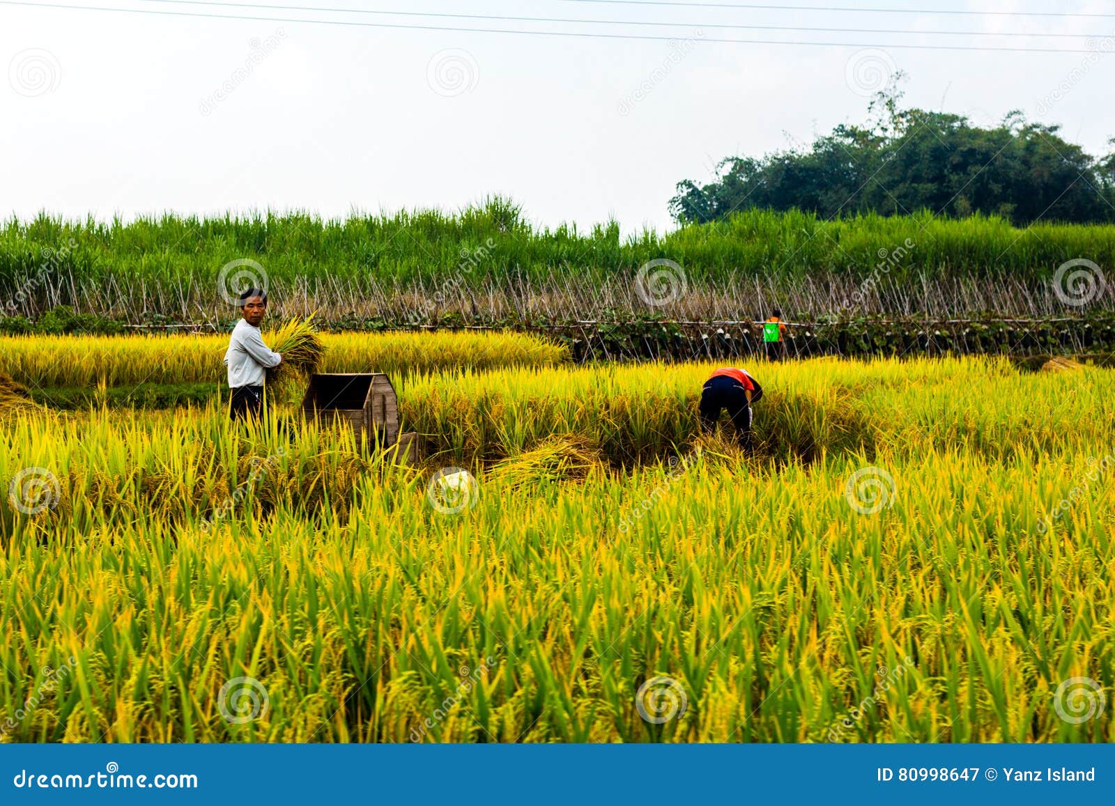 Rice farmers in china editorial photography. Image of meadow - 80998647