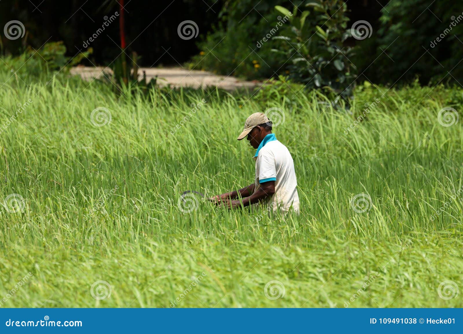 Rice Farmers and Rice Fields in Sri Lanka Stock Photo - Image of ...