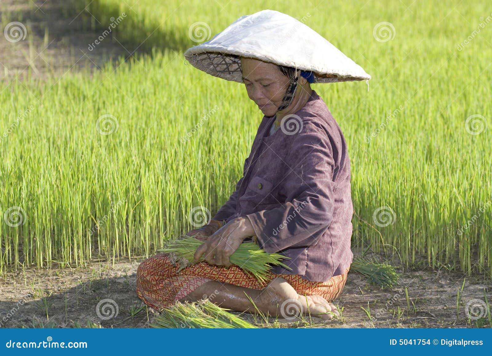 Rice Farmers in Northern Thailand Editorial Stock Image - Image of ...