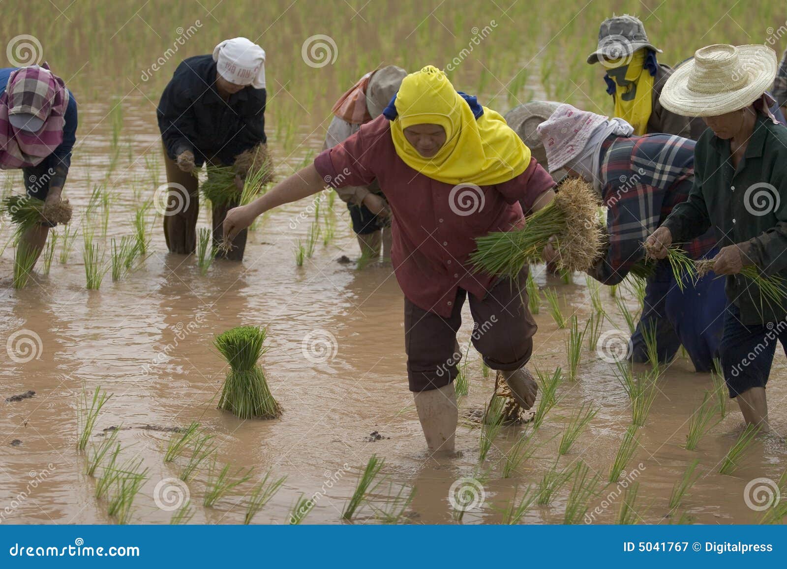 Rice Farmers In Northern Thailand Royalty-Free Stock Photo ...