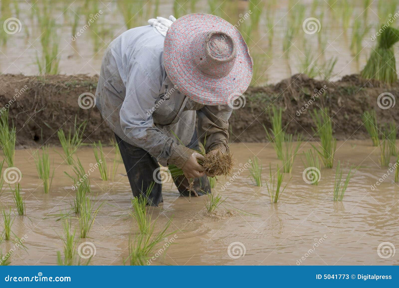 Rice Farmers in Northern Thailand Stock Image - Image of plant, field ...