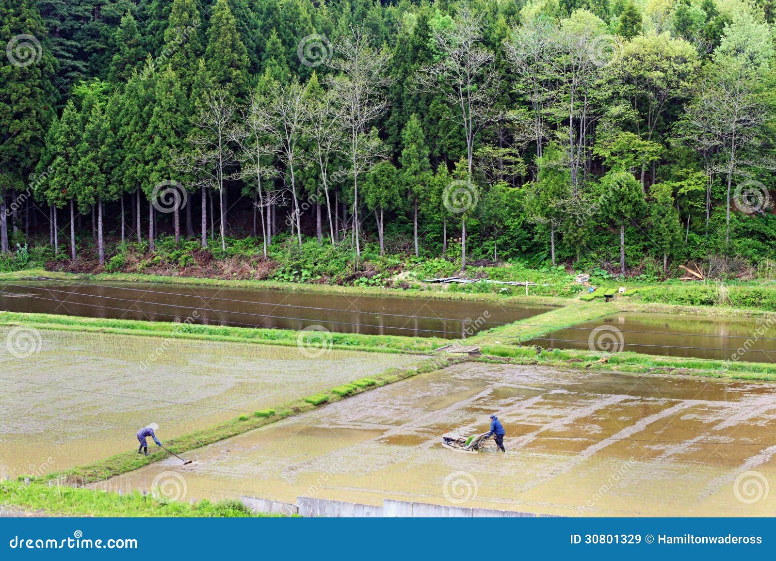Rice farmers stock image. Image of food, plowing, rice - 30801329