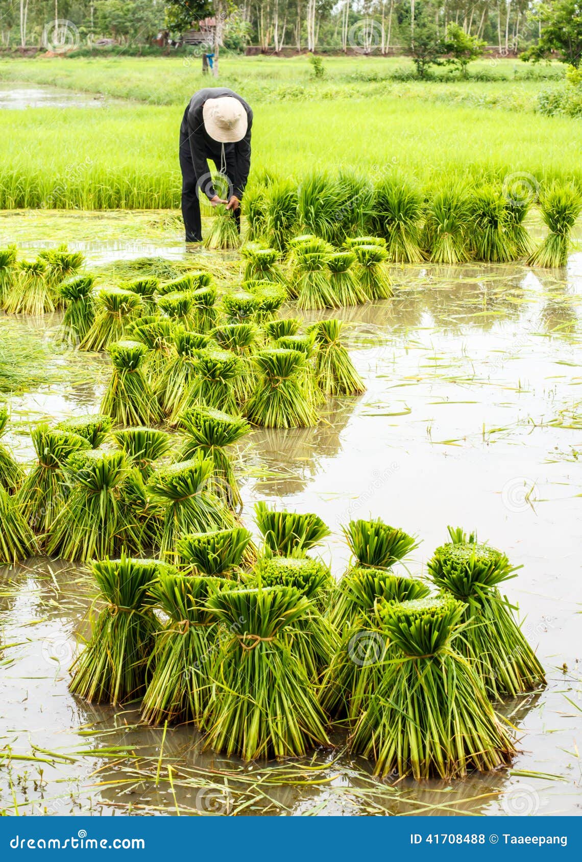 Rice farmers in Thailand stock photo. Image of agriculturist - 41708488