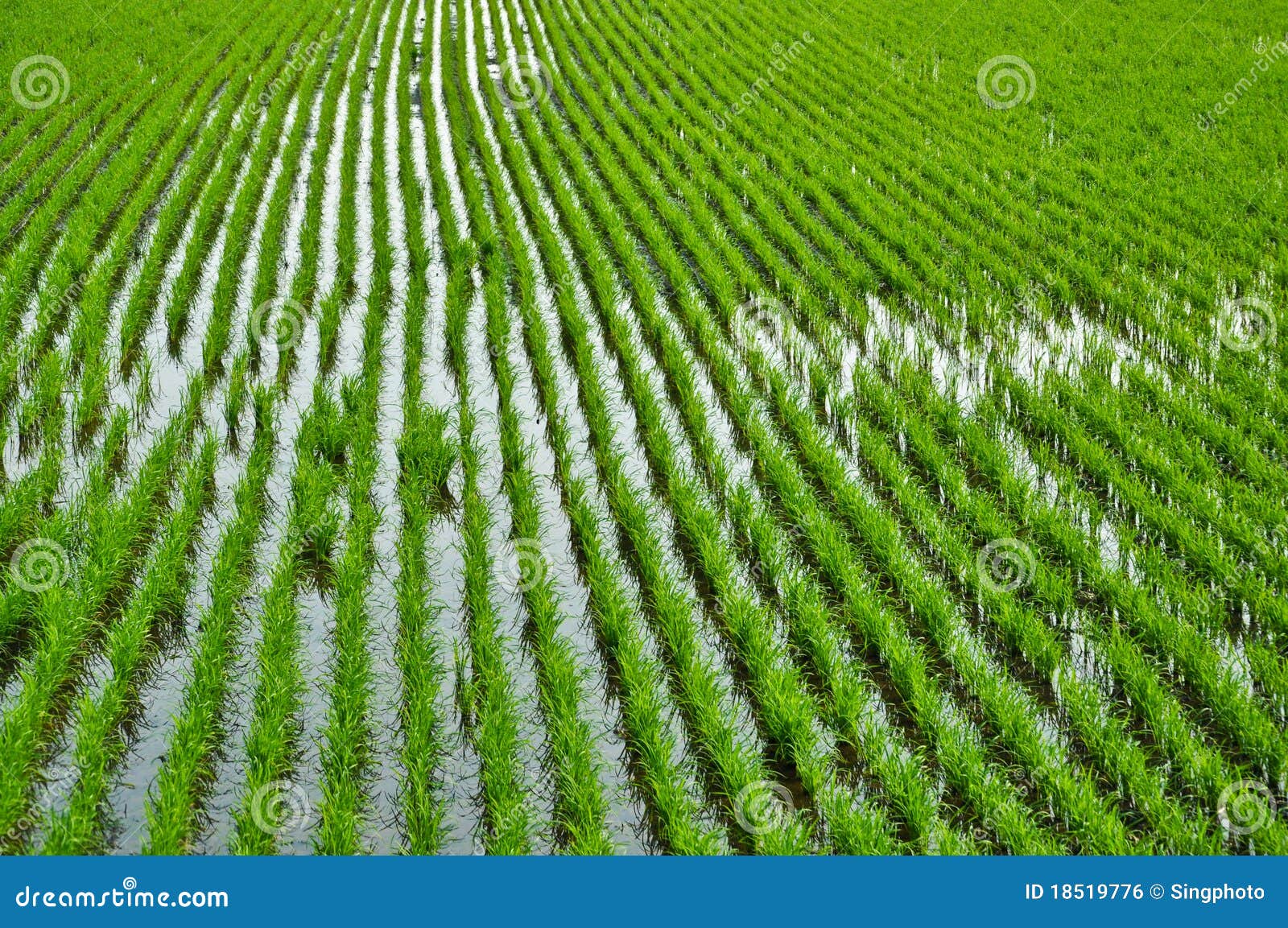 Rice farming stock photo. Image of landscape, gardening - 18519776