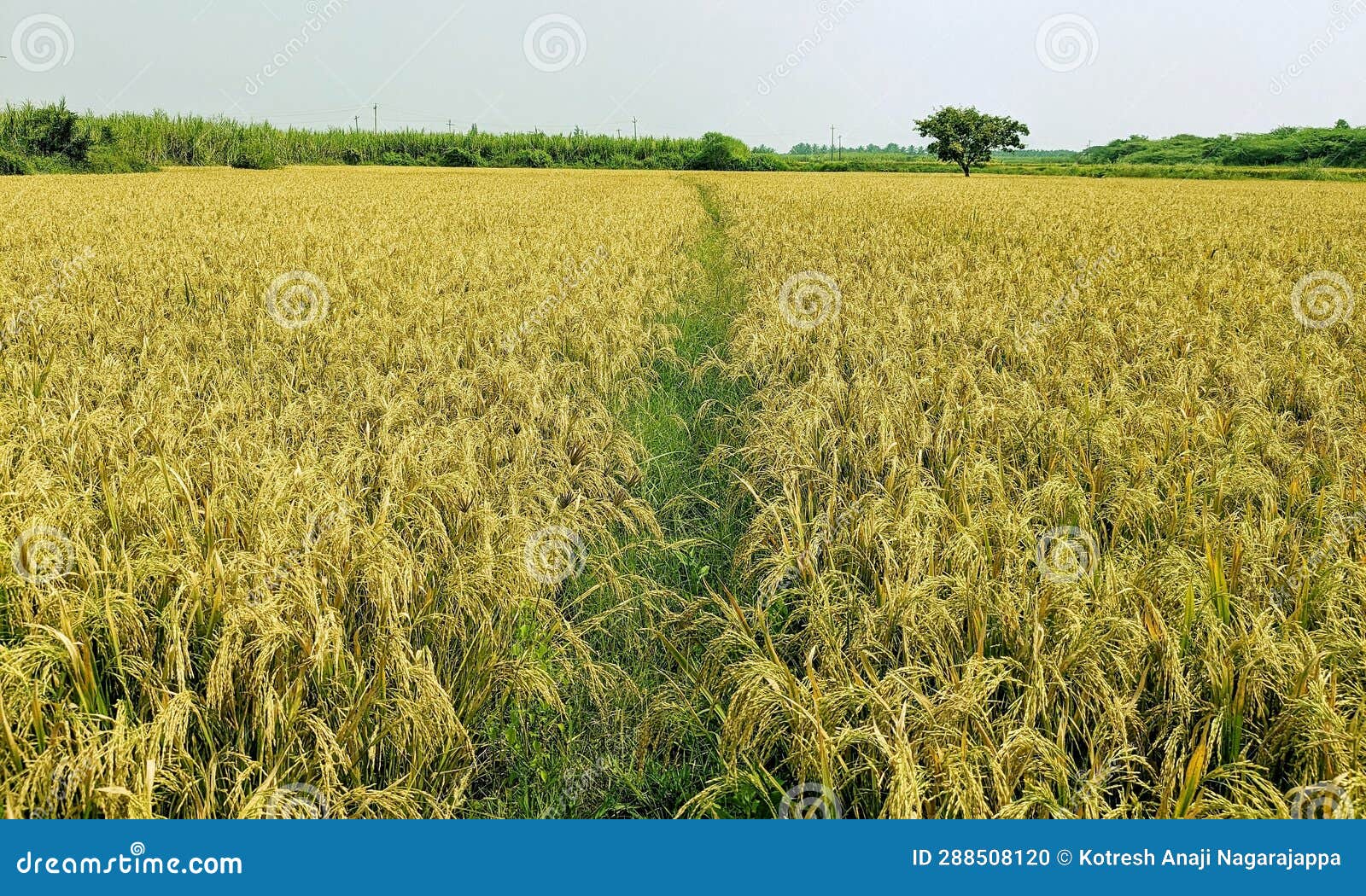 Rice Farming Field in the Country Side in India Stock Photo - Image of ...