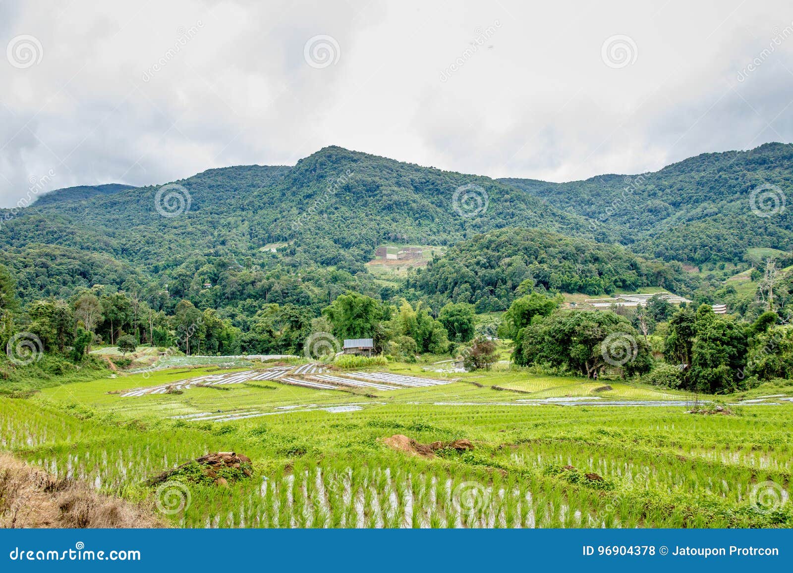 Rice Farming on High Ground in Thailand 1 Stock Photo - Image of plant ...