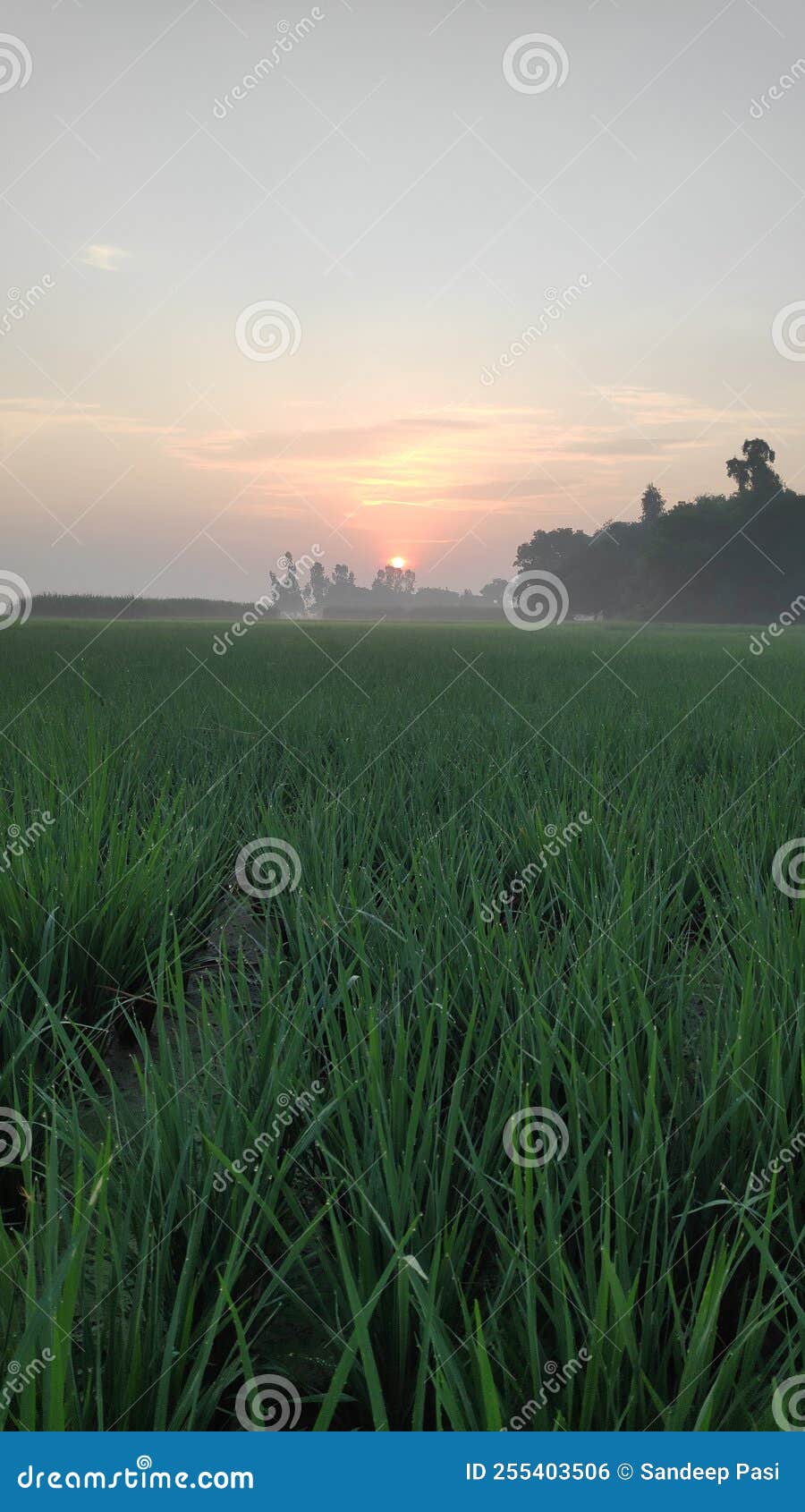 7820 the Rice Farming in India Stock Photo - Image of greenary, 7820: ...