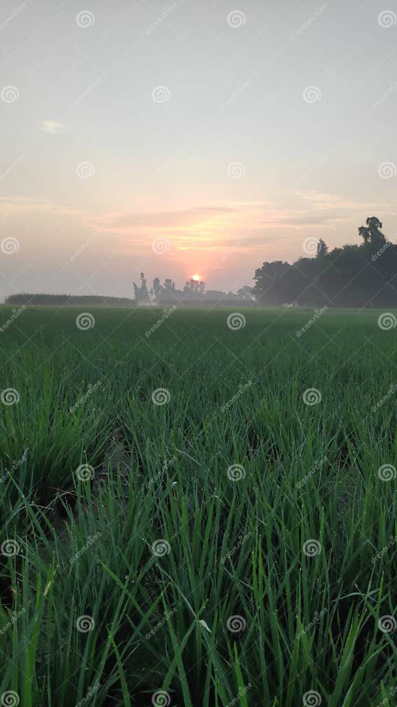 7820 the Rice Farming in India Stock Photo - Image of greenary, 7820: ...