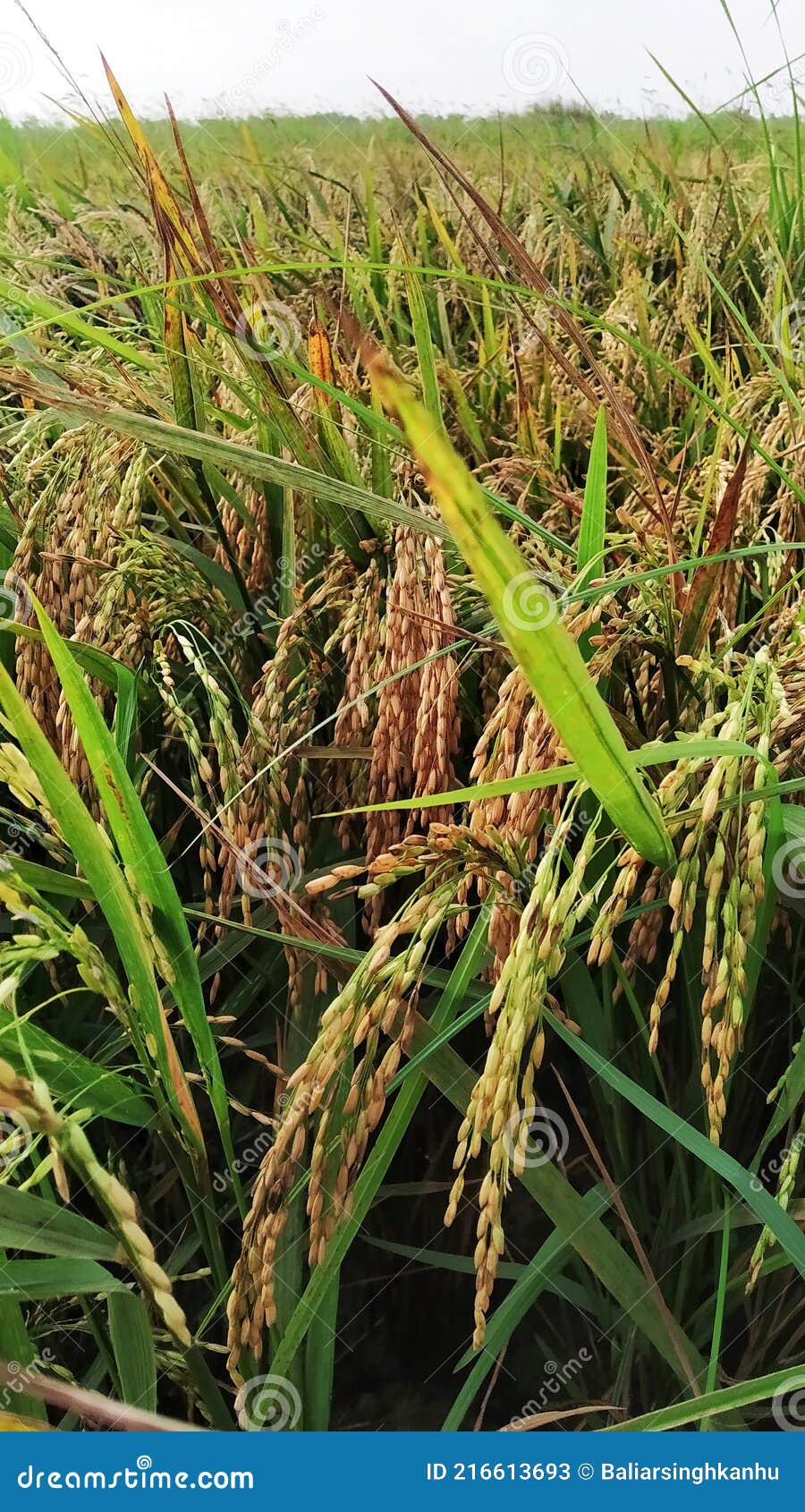 Rice farming in India stock image. Image of beautiful - 216613693