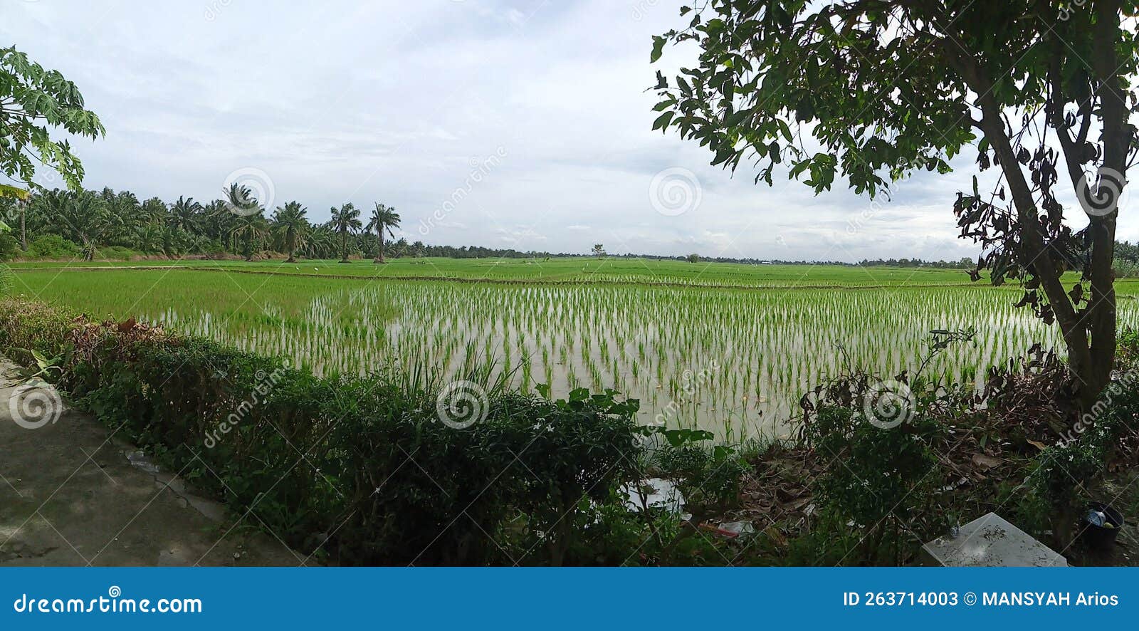 Rice farming land stock image. Image of crop, soil, agriculture - 263714003