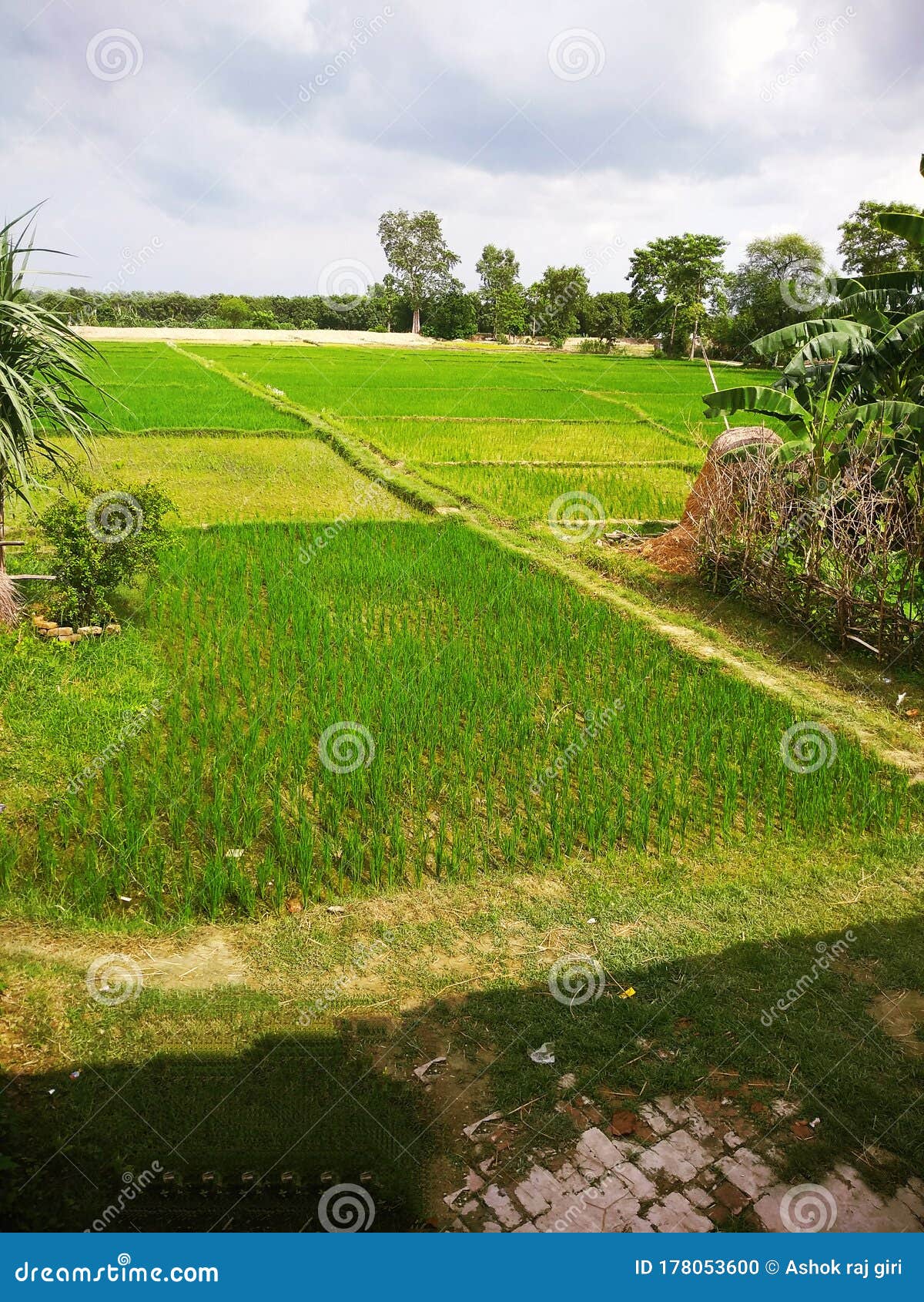 Rice Farming in Nepal Villag Stock Photo - Image of field, green: 178053600
