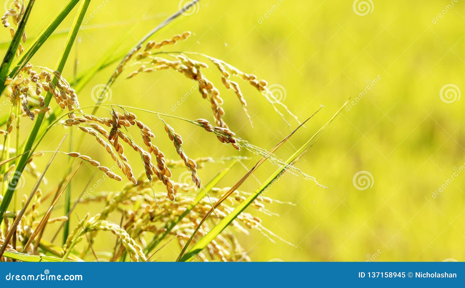 Rice in the Farming with Nice Background Color Stock Image - Image of ...