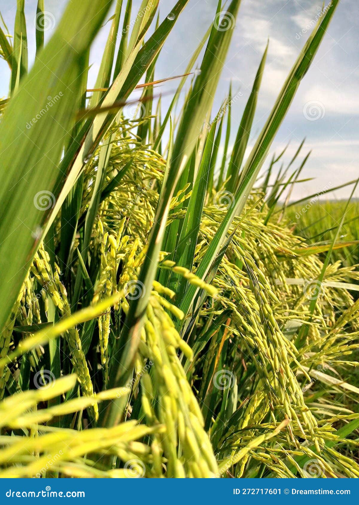 Rice farming photos stock image. Image of farming, rice - 272717601