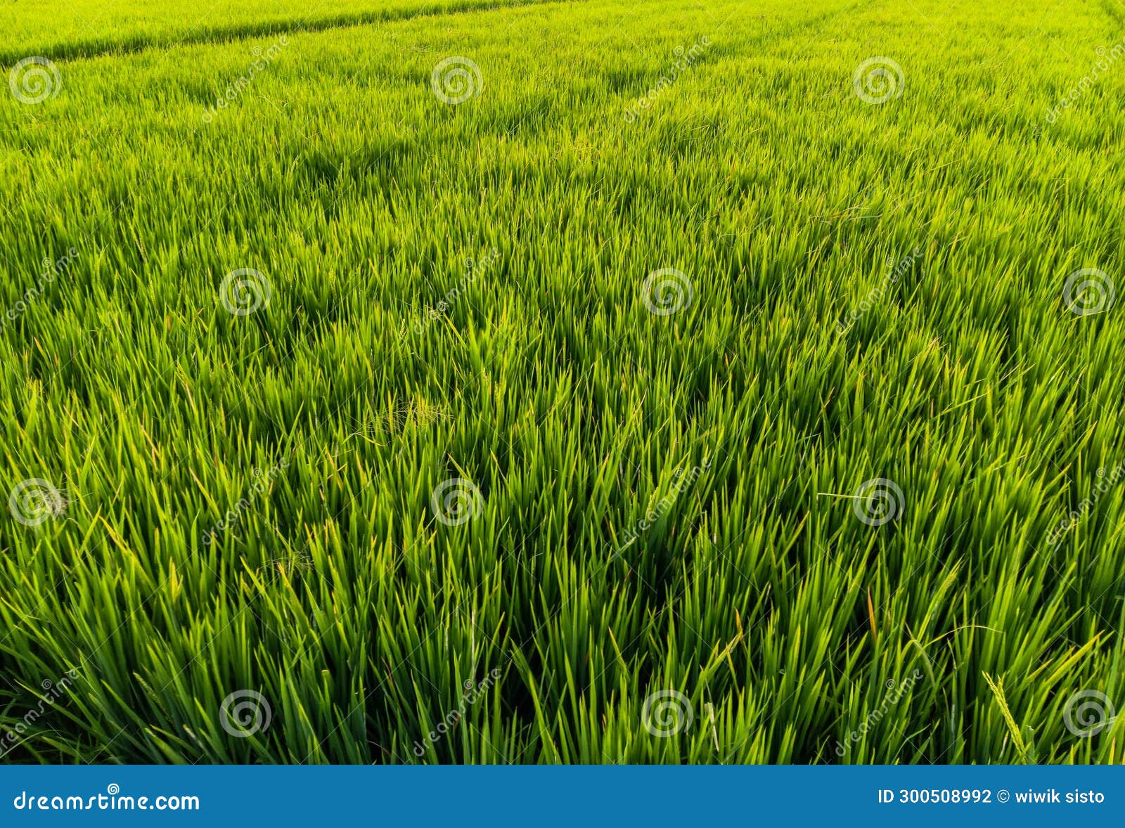 Rice Farming in Rice Fields that are Still Green Stock Photo - Image of ...