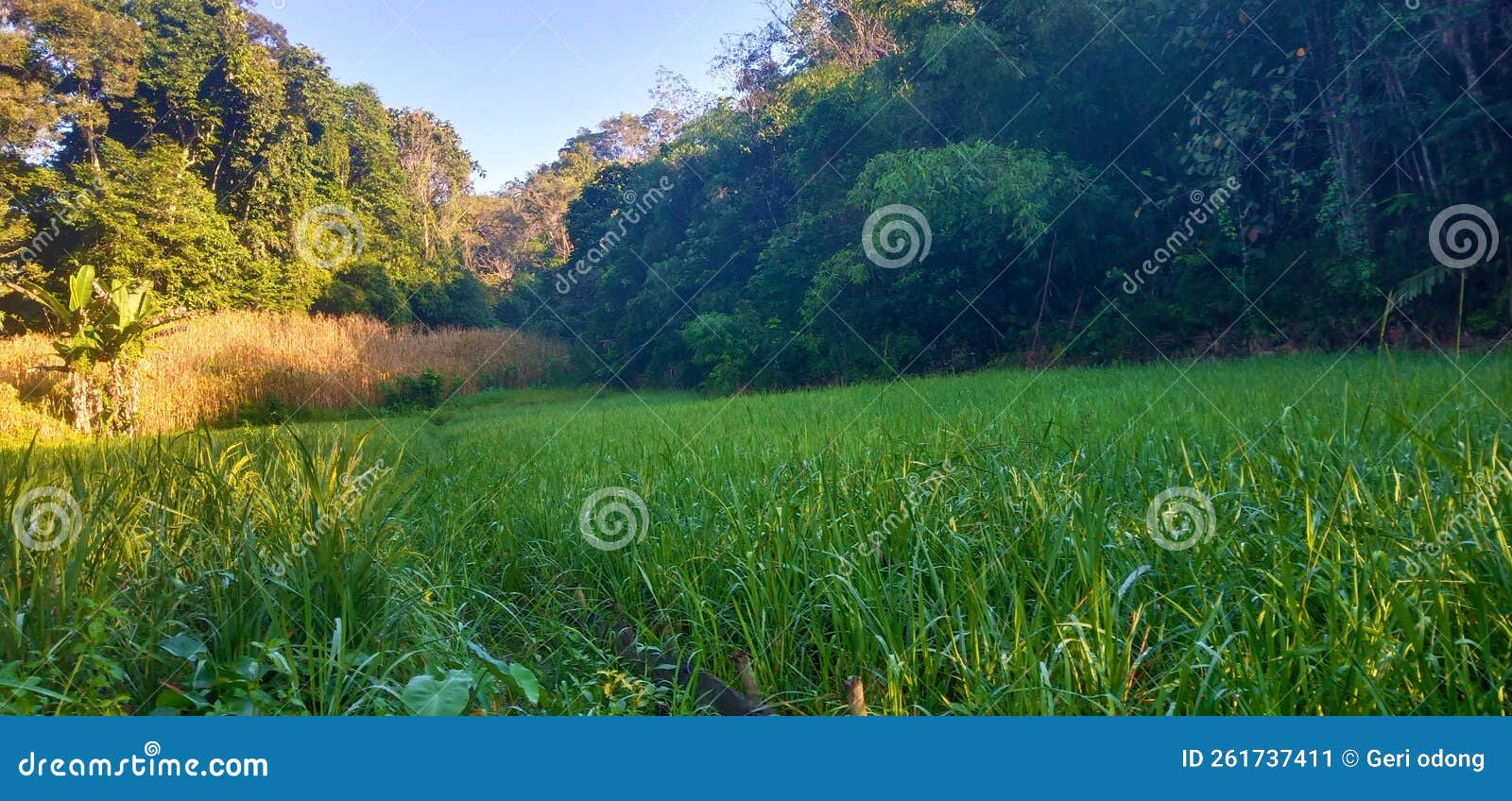 Rice Farming Surrounded by Tropical Rain Forest Stock Image - Image of ...