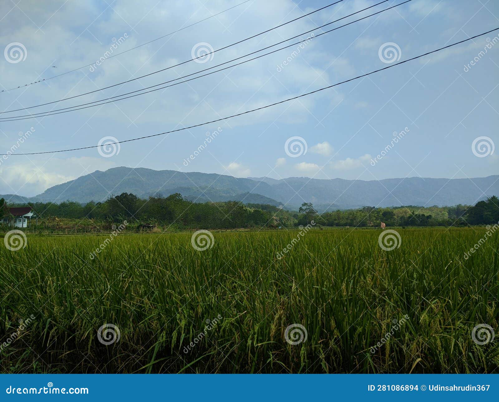 Rice Farming Under a Tall and Beautiful Hill Stock Photo - Image of ...