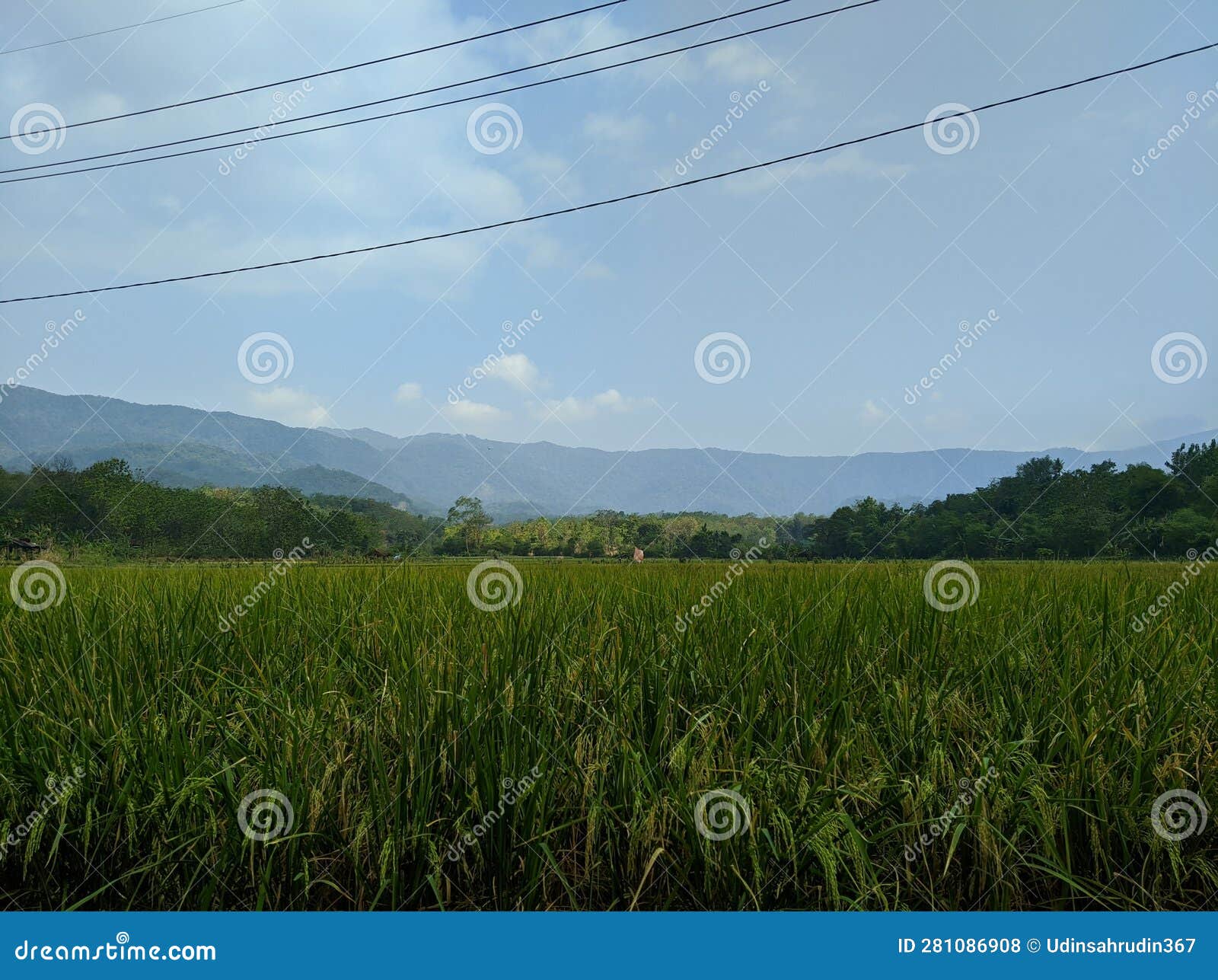 Rice Farming Under a Tall and Beautiful Hill Stock Photo - Image of ...