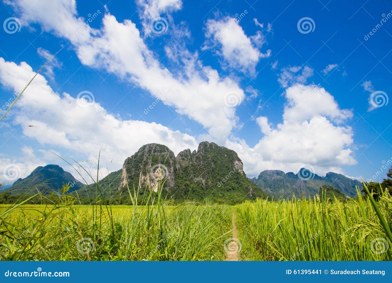 Rice Farming ,Vangvieng ,Laos Stock Image - Image of muddy, farming ...