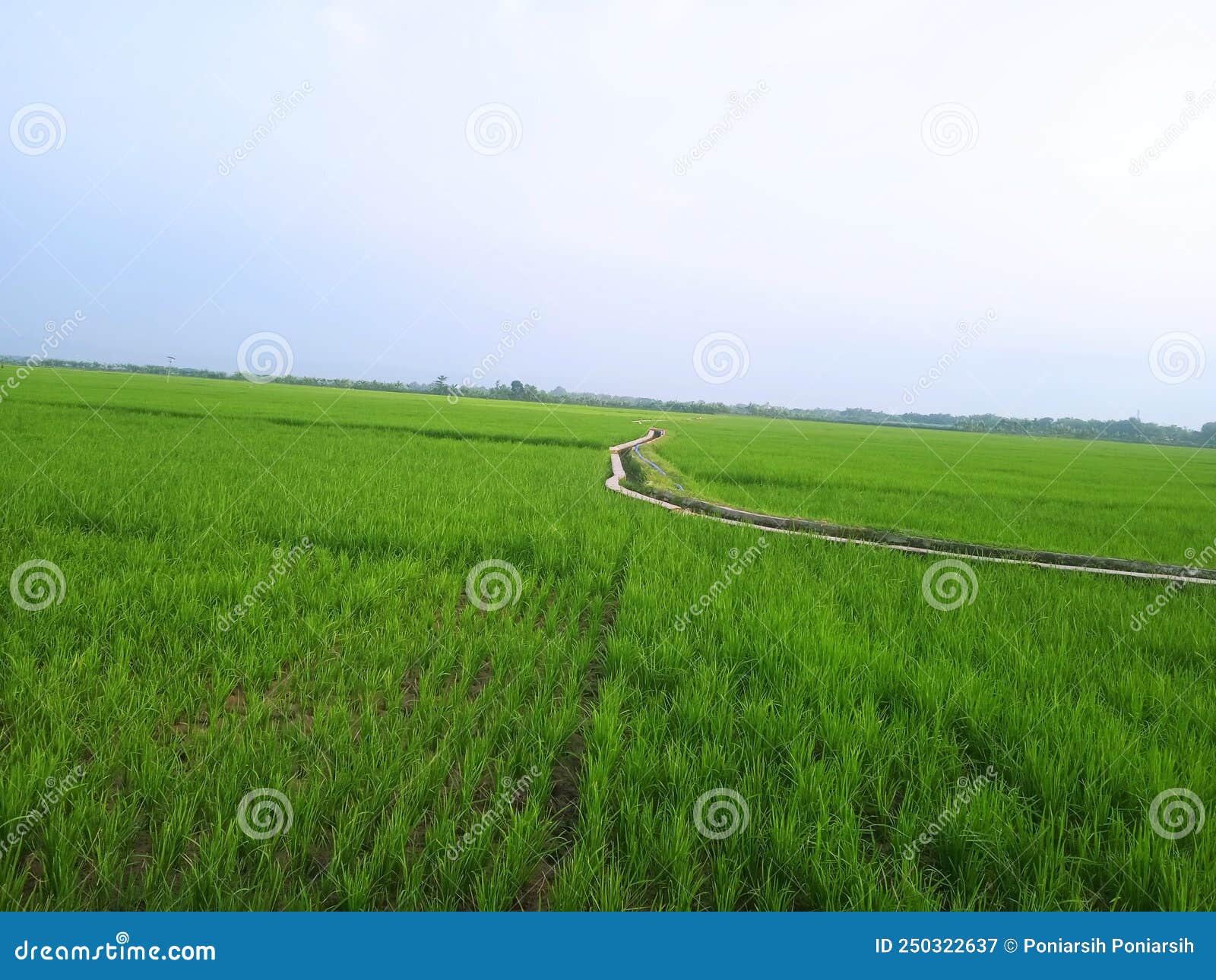 Rice farming view stock image. Image of horizon, farming - 250322637