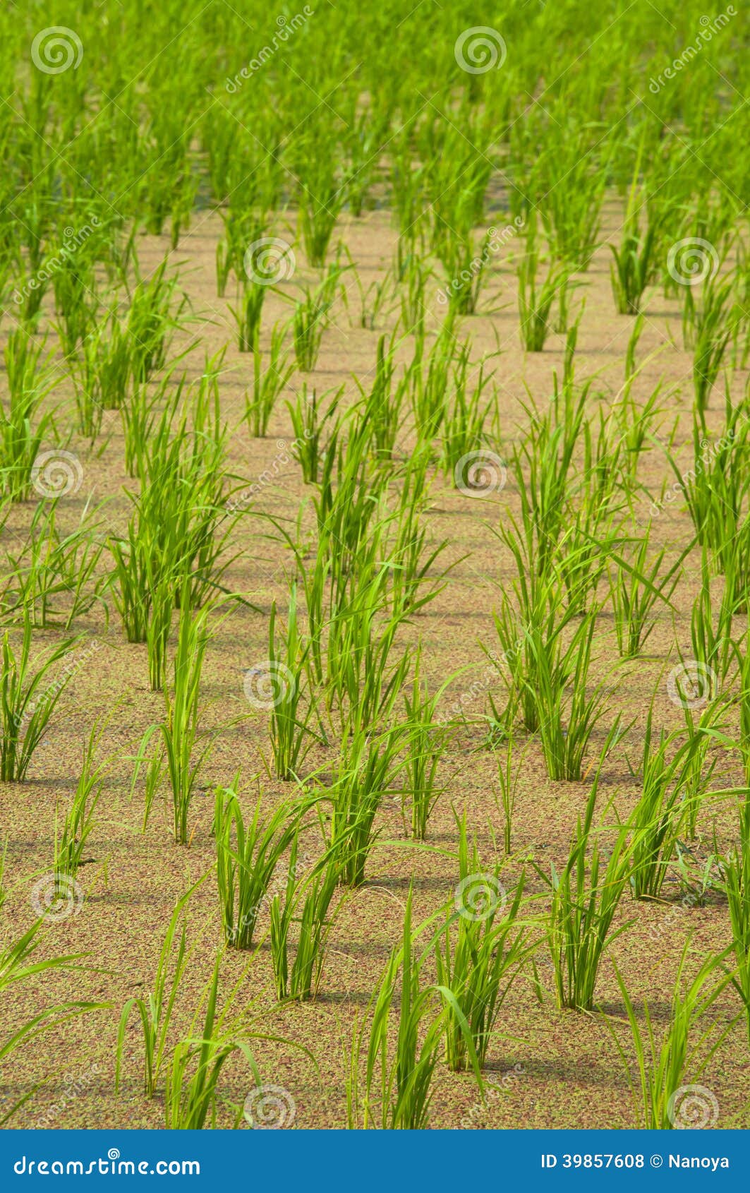 Rice farms stock photo. Image of system, pump, farm, steel - 39857608