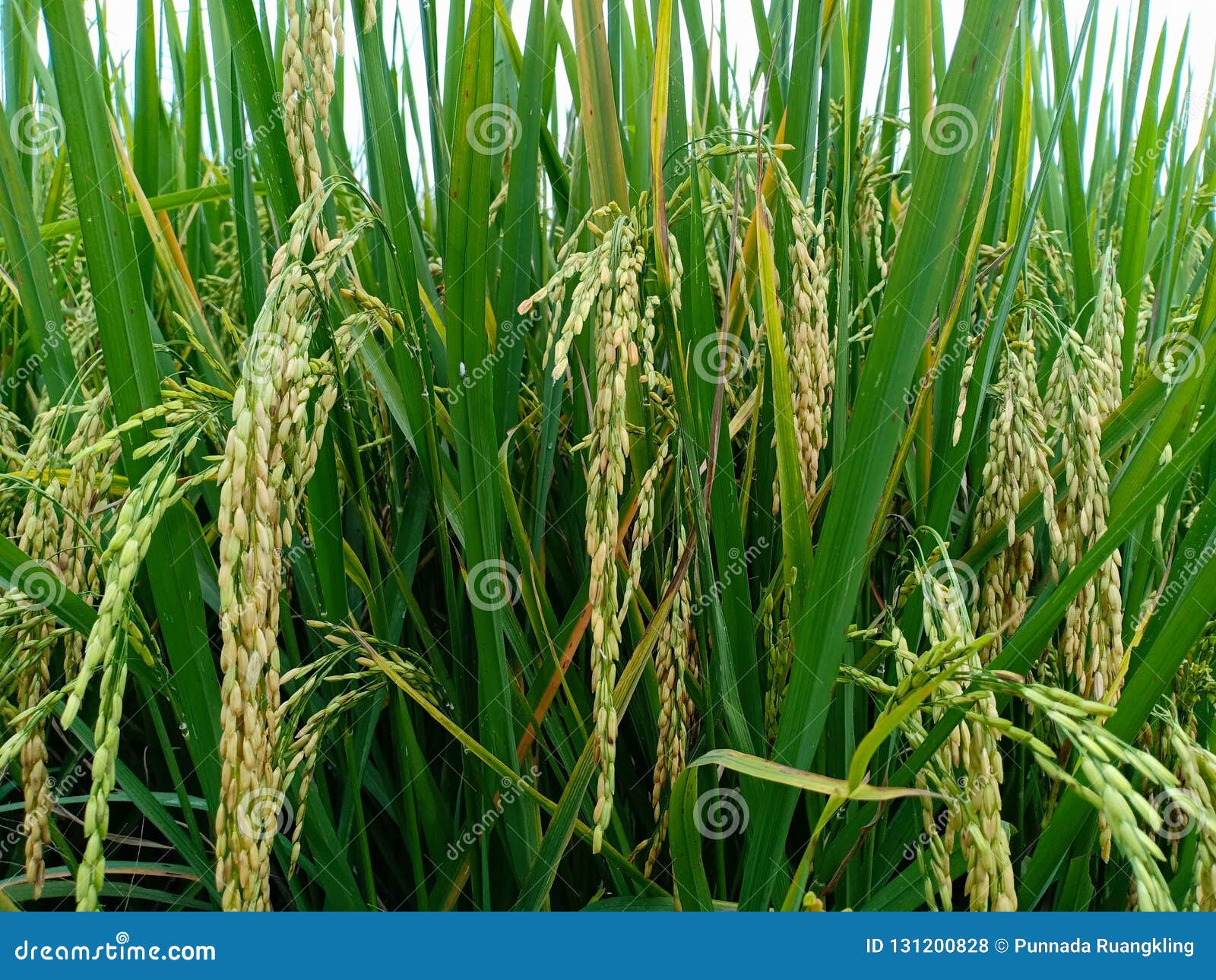 Field stock photo. Image of rice, cornfield, fram, field - 131200828