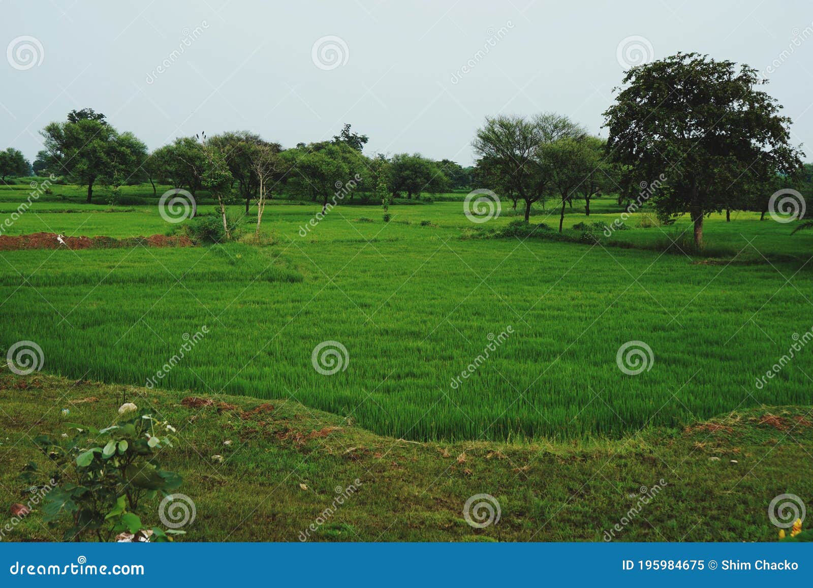 Rice feild paddy stock image. Image of prairie, flower - 195984675