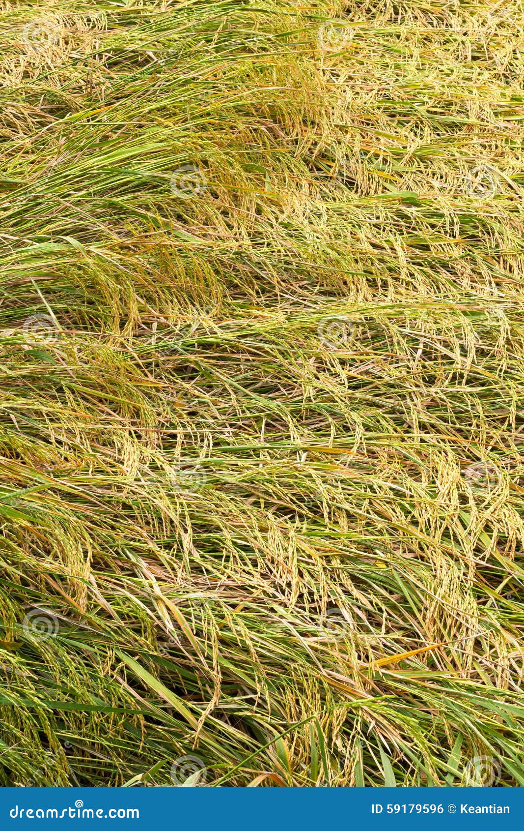 Rice Fell Overlap in the Field. Stock Photo - Image of grow, color ...