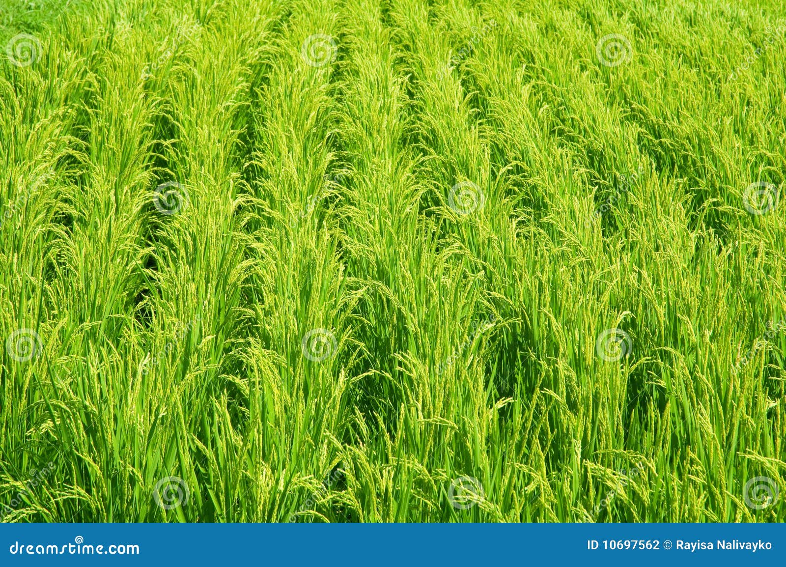 Rice field stock photo. Image of kernels, food, agriculture - 10697562