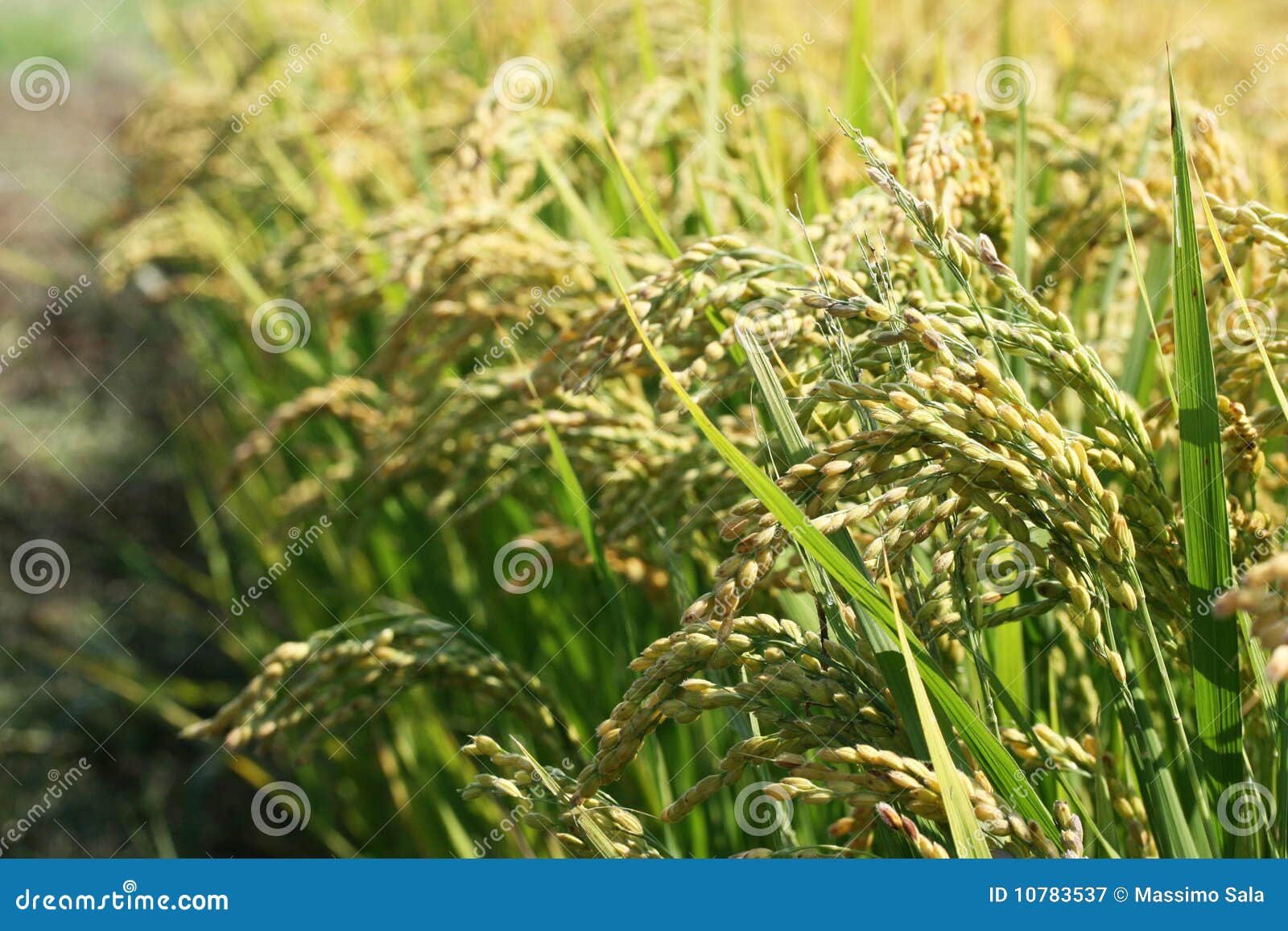 Rice field stock image. Image of plant, outdoors, fresh - 10783537