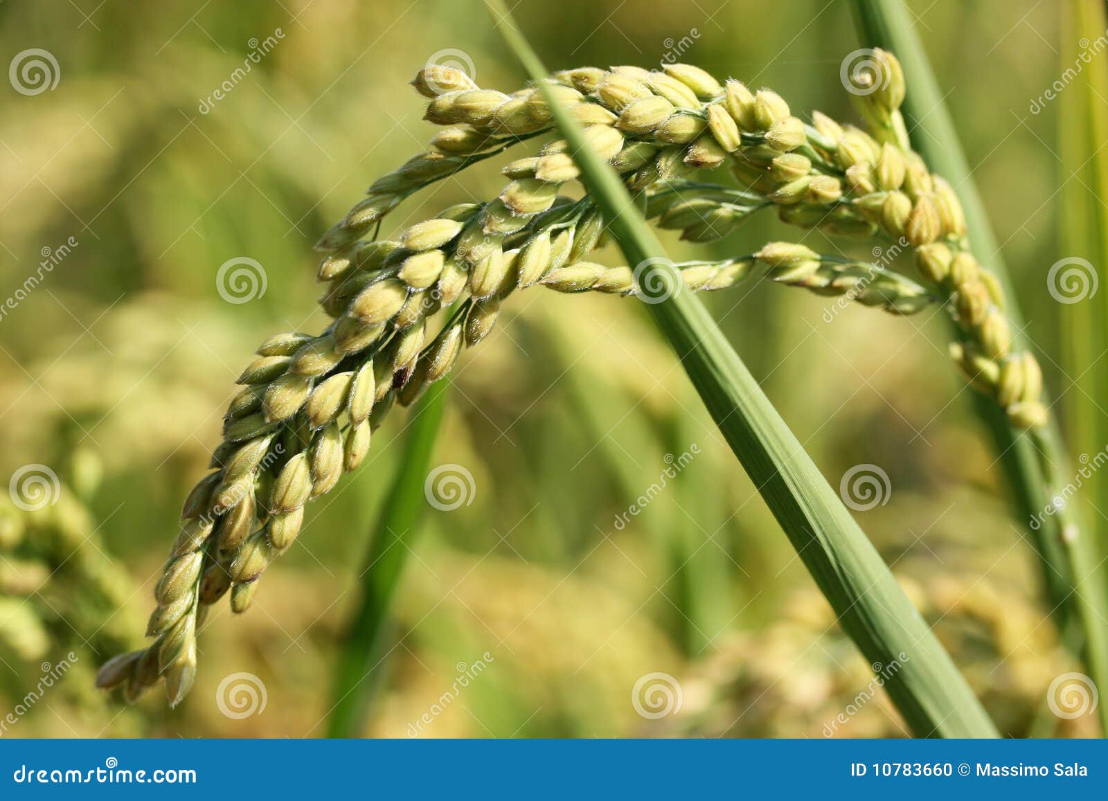 Rice field stock photo. Image of background, meadow, fresh - 10783660