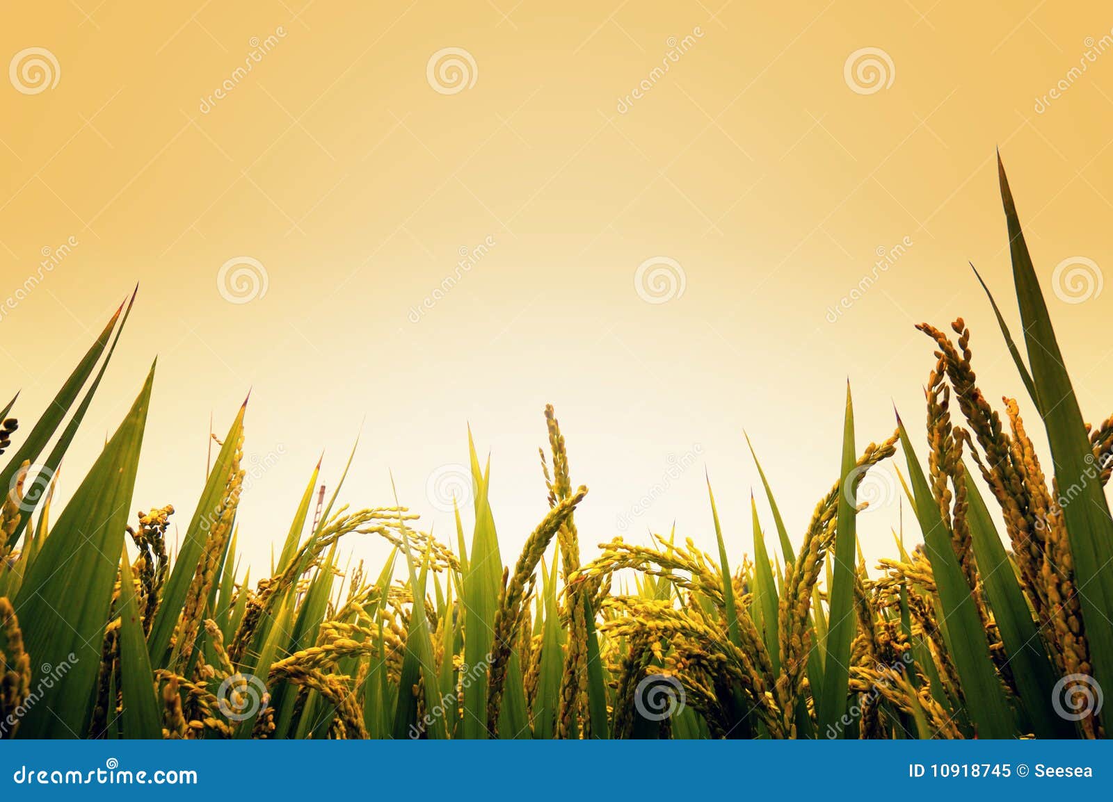 Rice field stock image. Image of morning, flora, garden - 10918745