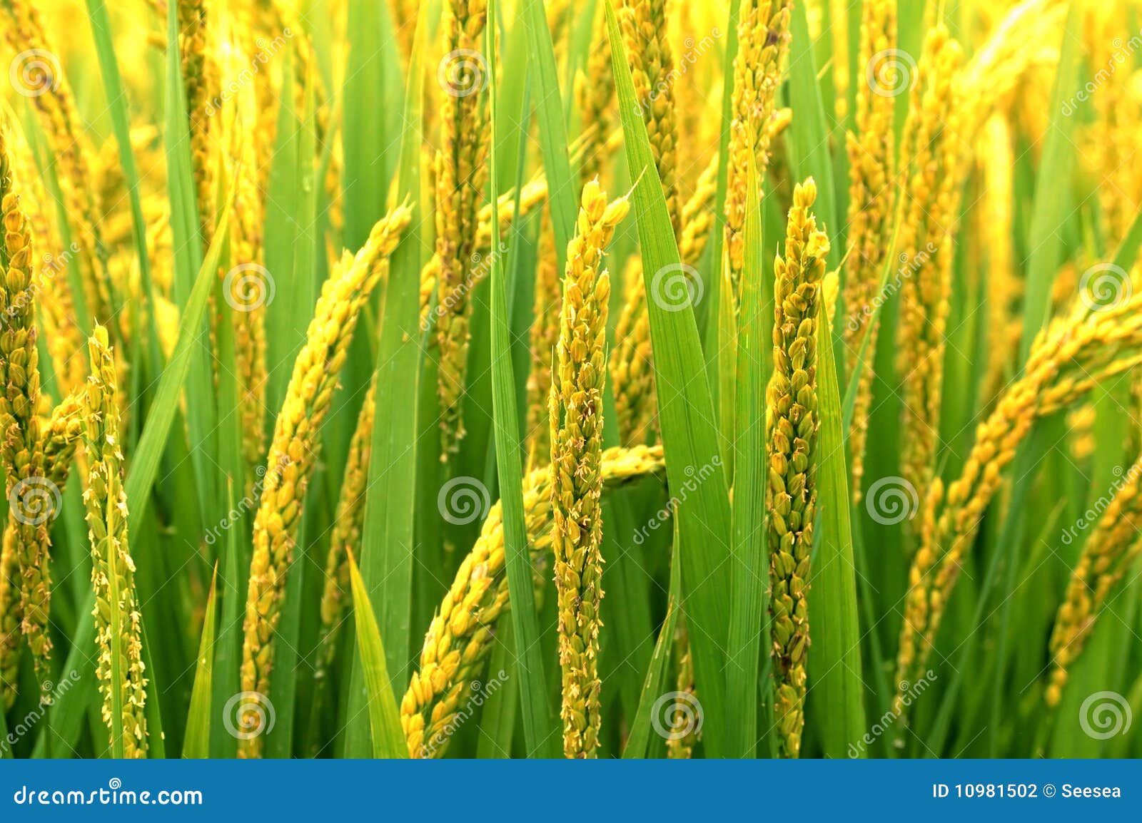 Rice field stock photo. Image of landscape, green, agriculture - 10981502