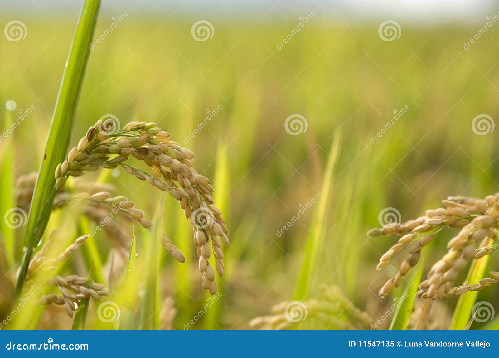 Rice field stock image. Image of brown, background, nature - 11547135