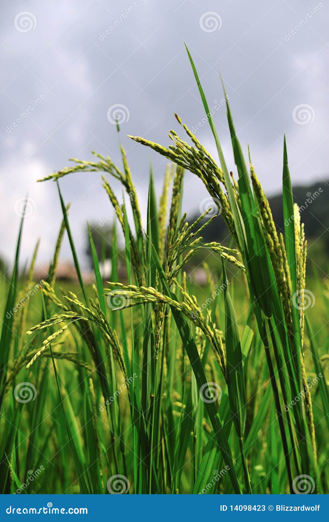 Rice field stock image. Image of farm, clean, asia, countryside - 14098423