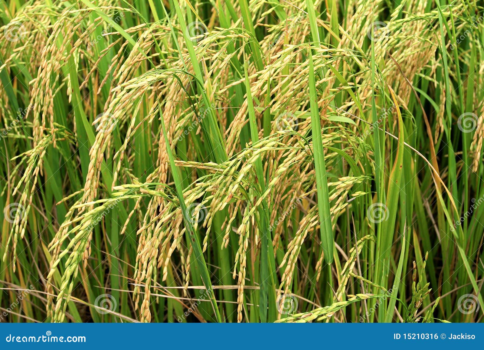 Rice field stock photo. Image of plants, grain, grass - 15210316